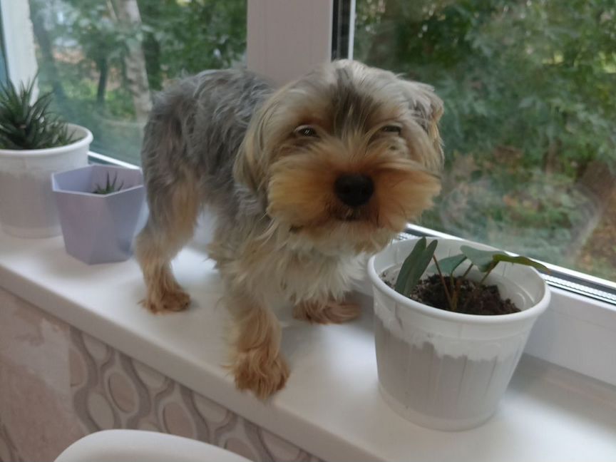 Йоркширский терьер девочка