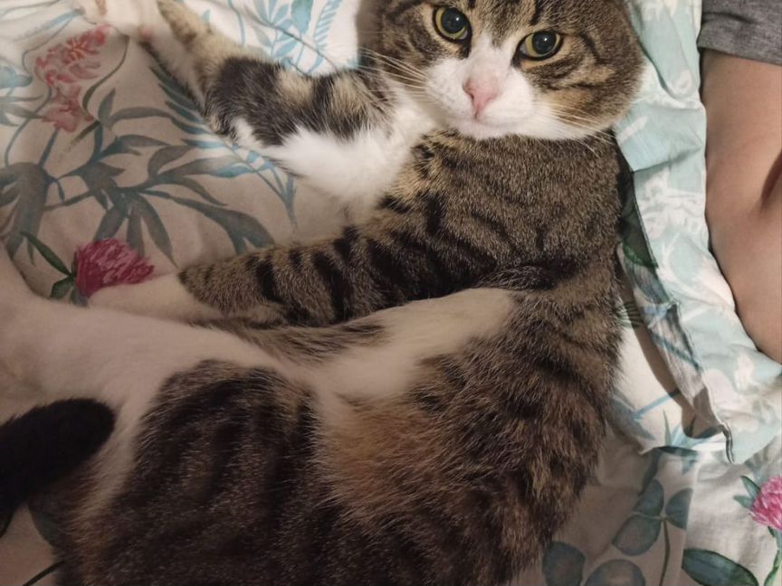 Котик в добрые руки