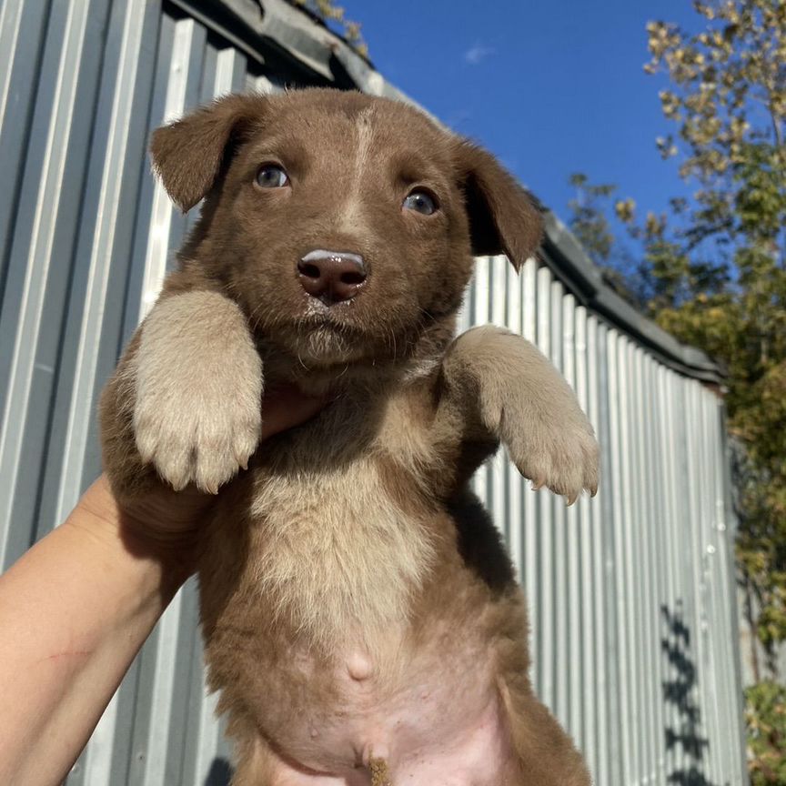 Маленькие щенки в добрые руки