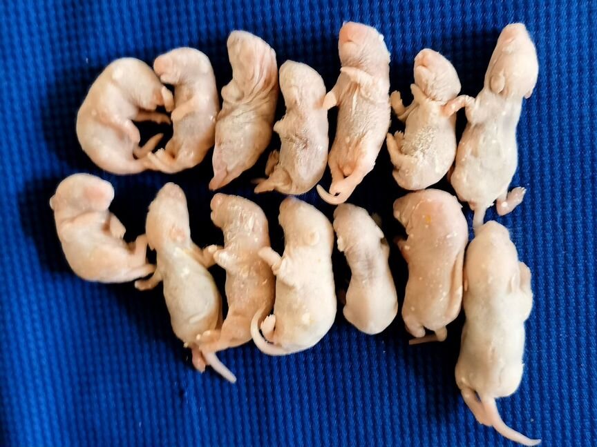 Мышь кормовая голыш заморозка