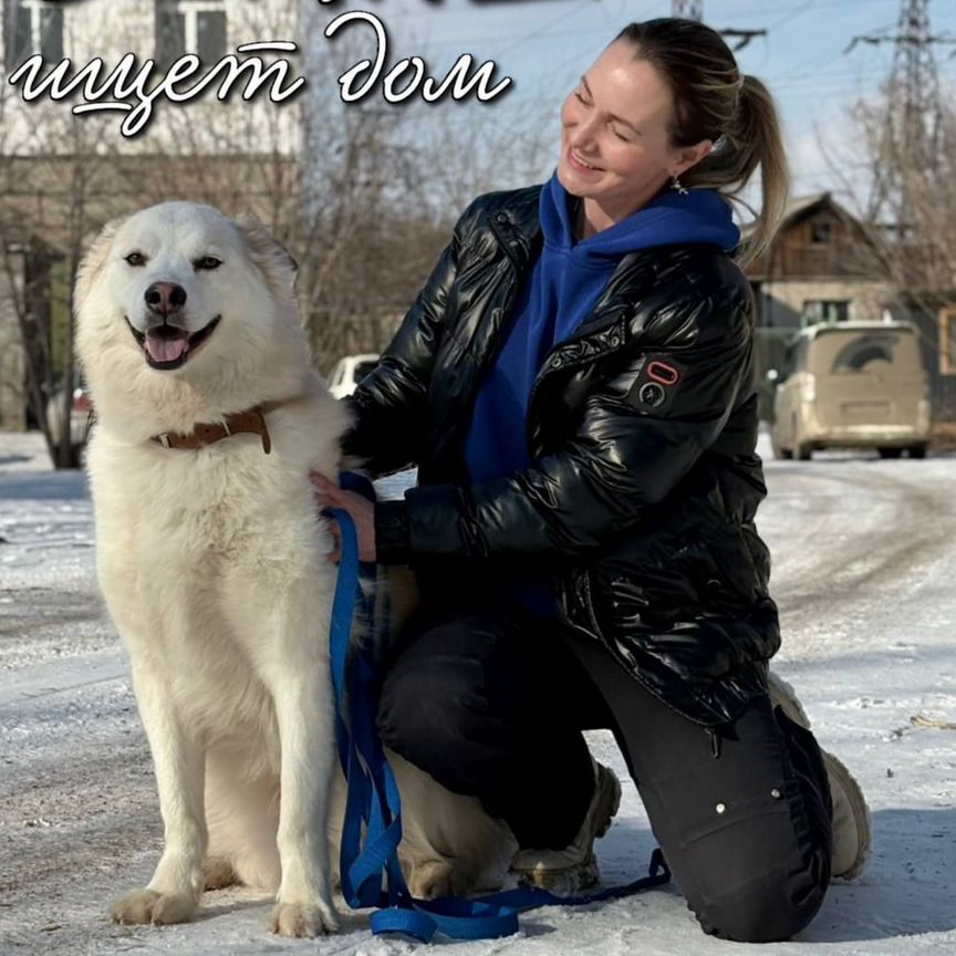 Взрослый пёс в добрые руки