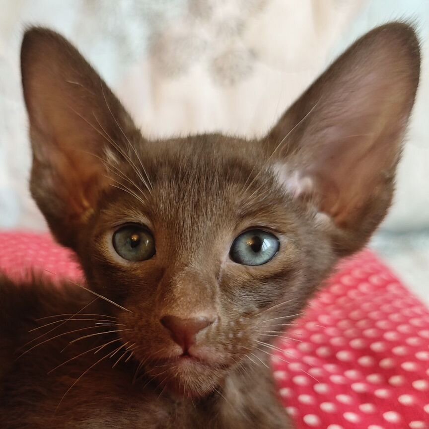 Ориентальный котёнок