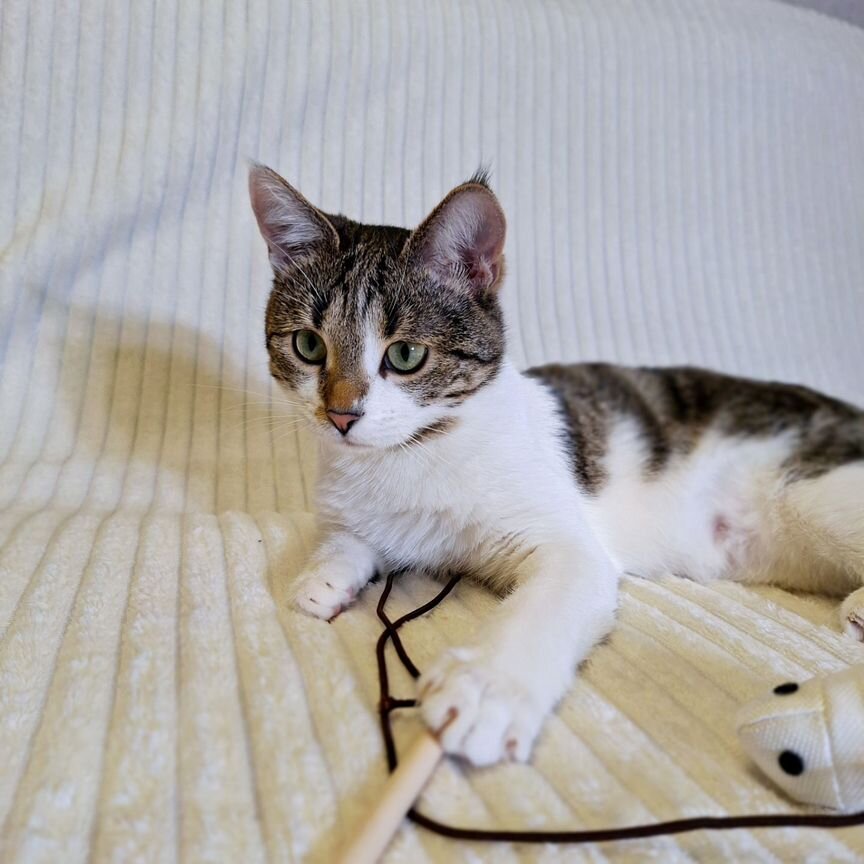 Котёнок с кисточками на ушах в добрые руки
