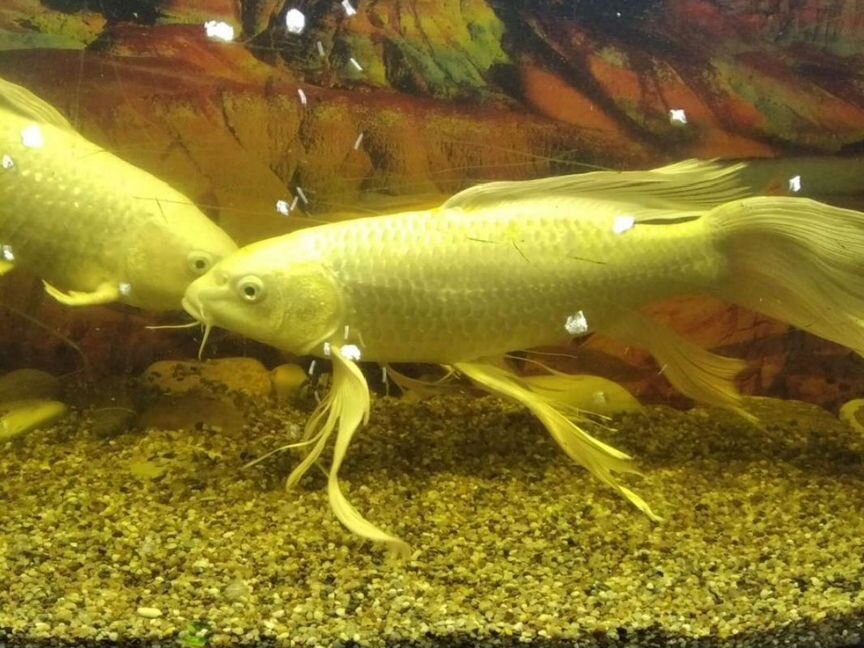 Рыбки для аквариума и пруда