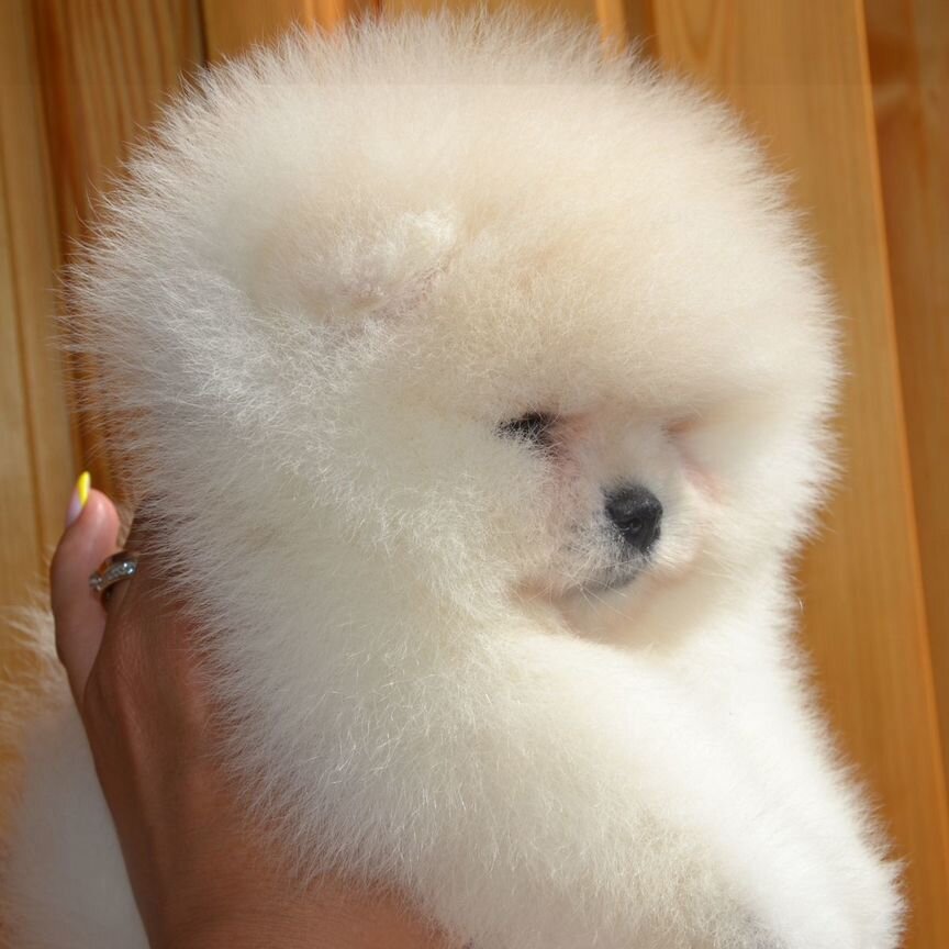 Померанский шпиц, щенок