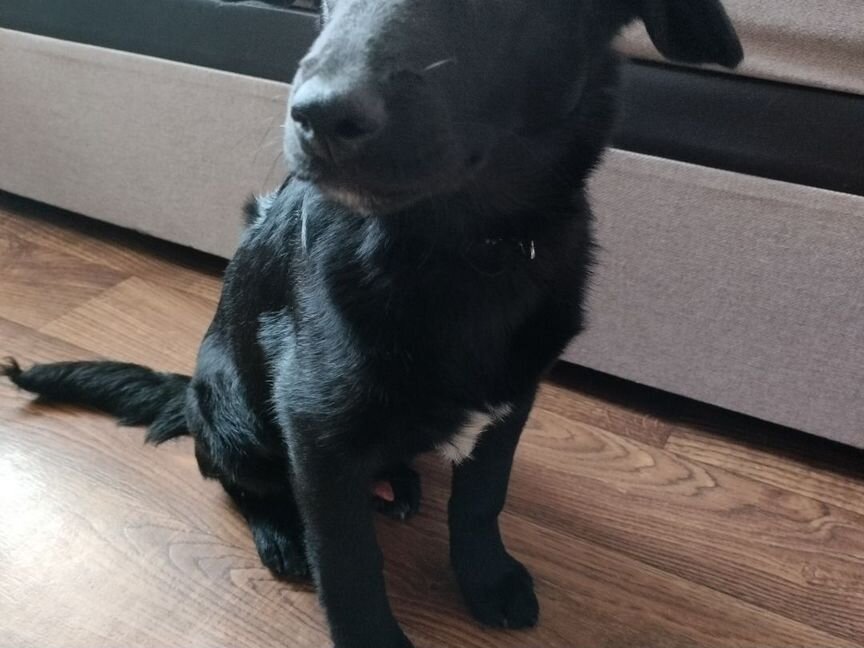 Собака в добрые руки отдам бесплатно щенки