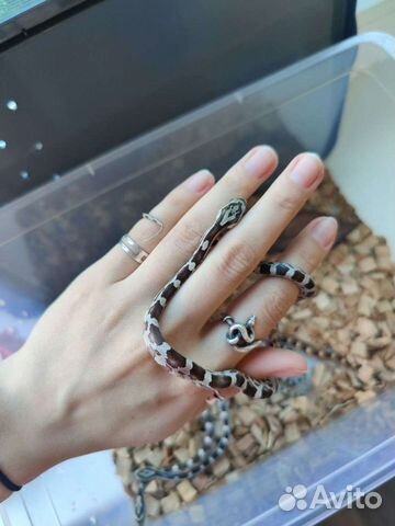 Змея Маисовый полоз