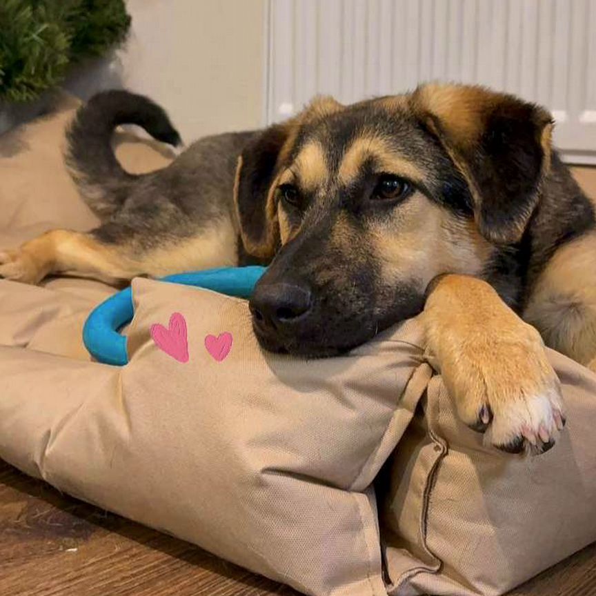 Щенок в добрые руки