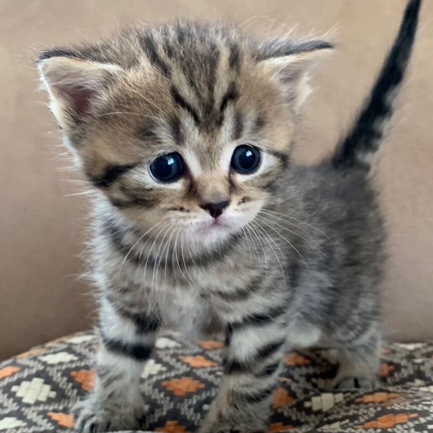 Шотландский прямоухий длинношёрстный котёнок