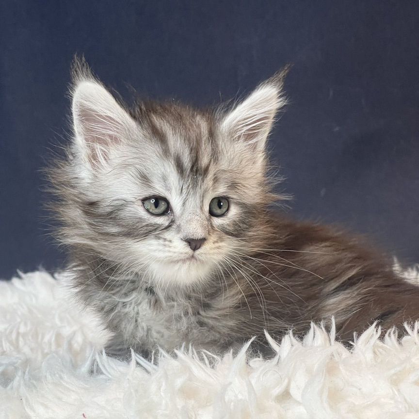 Мейн-кун котёнок