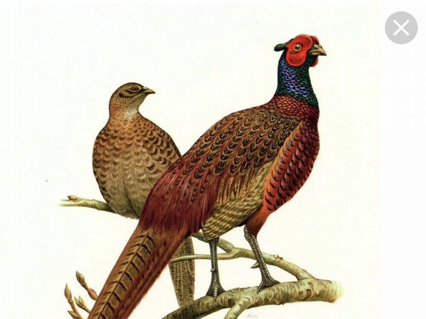 Фазан охотничий