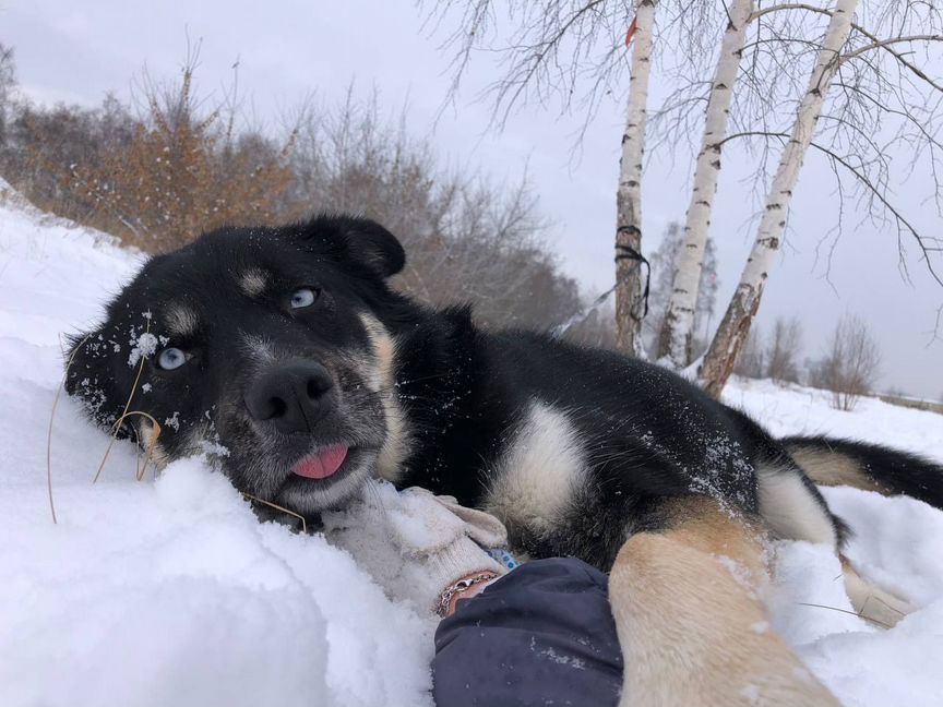 Собака в добрые руки