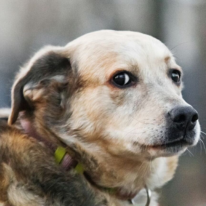 Взрослая собака в добрые руки