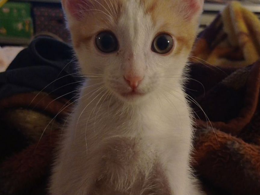 Котёнок Гав