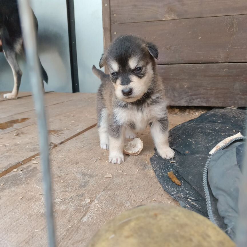 Голубоглазые щенки