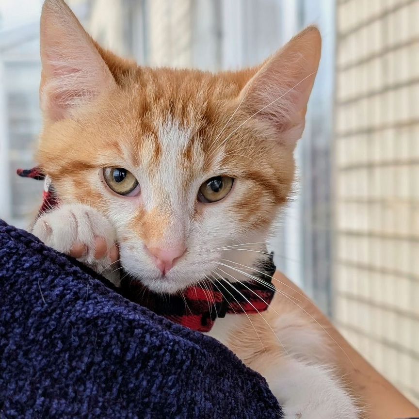 Котёнок в добрые руки