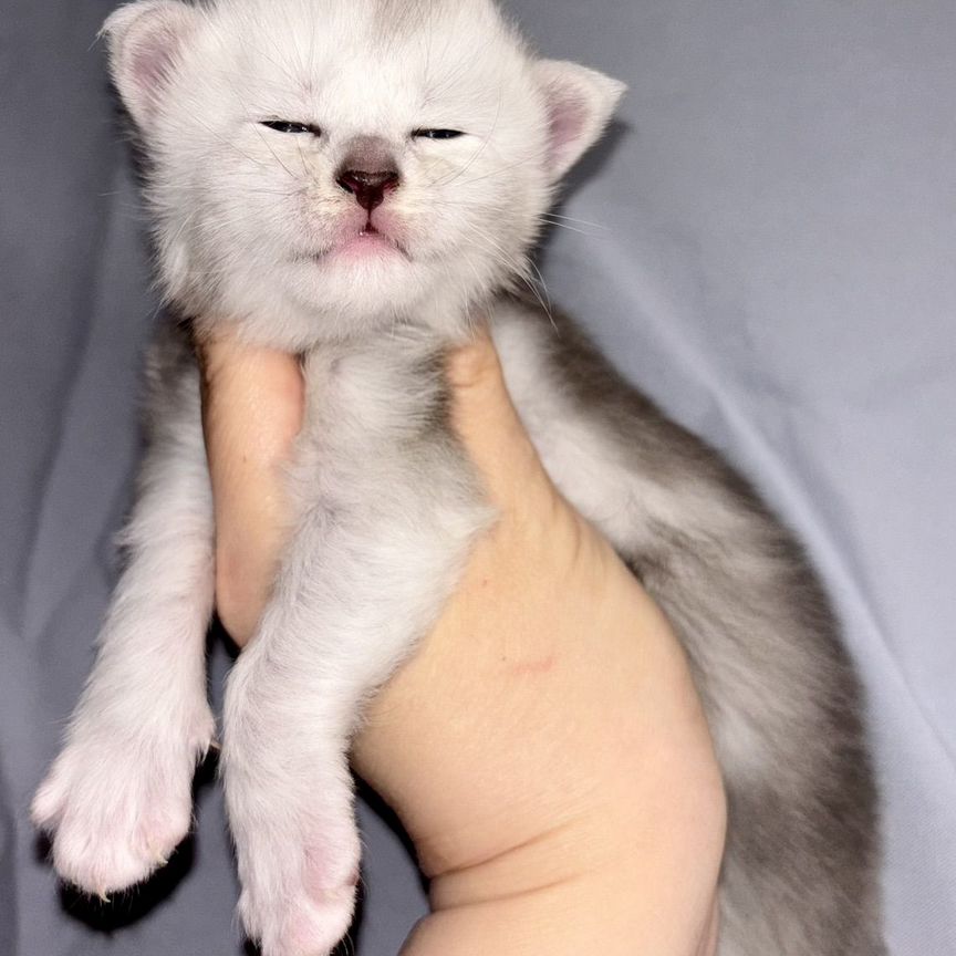 Мейн-кун шикарное серебро