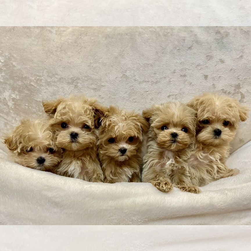 Мальтипу, щенок