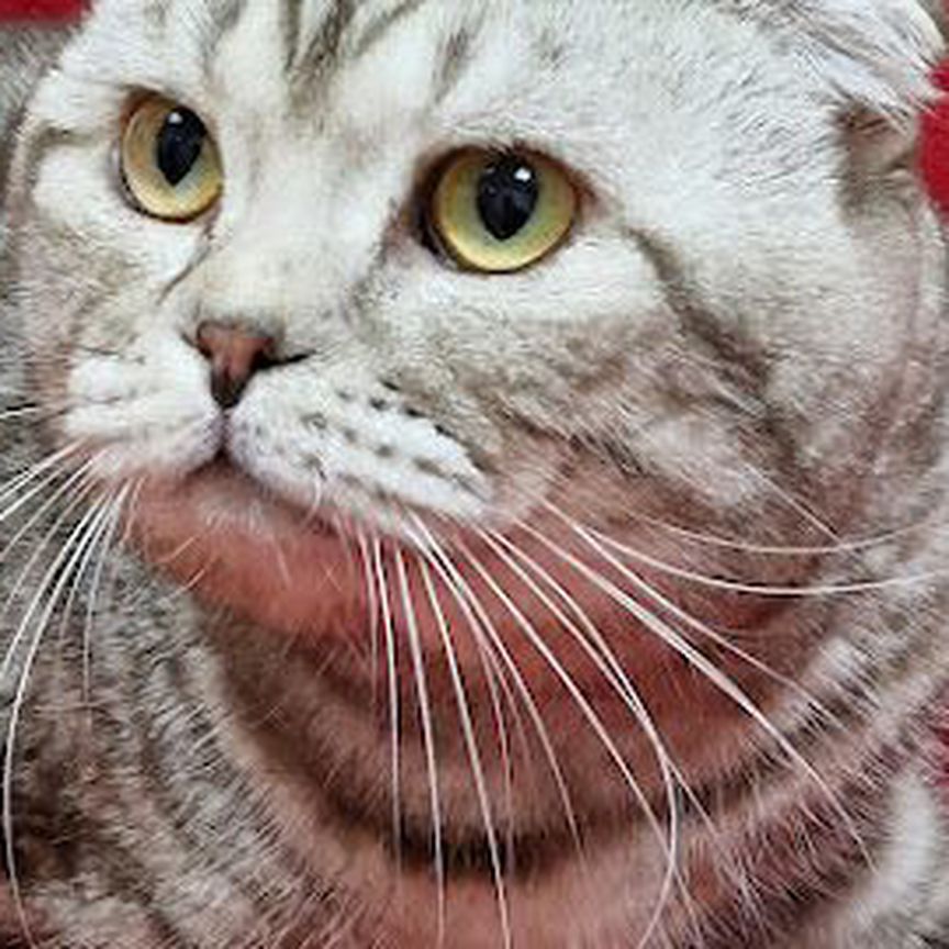 Симпатичные шотландцы ищут дом