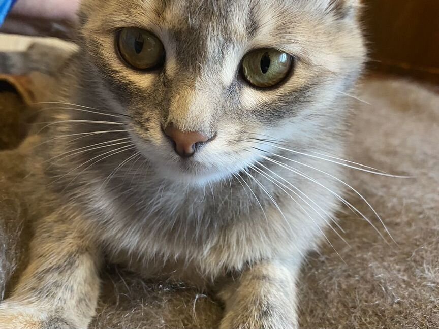 Кошка трехшорстная