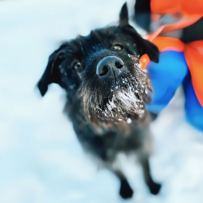 Взрослый пёс в добрые руки