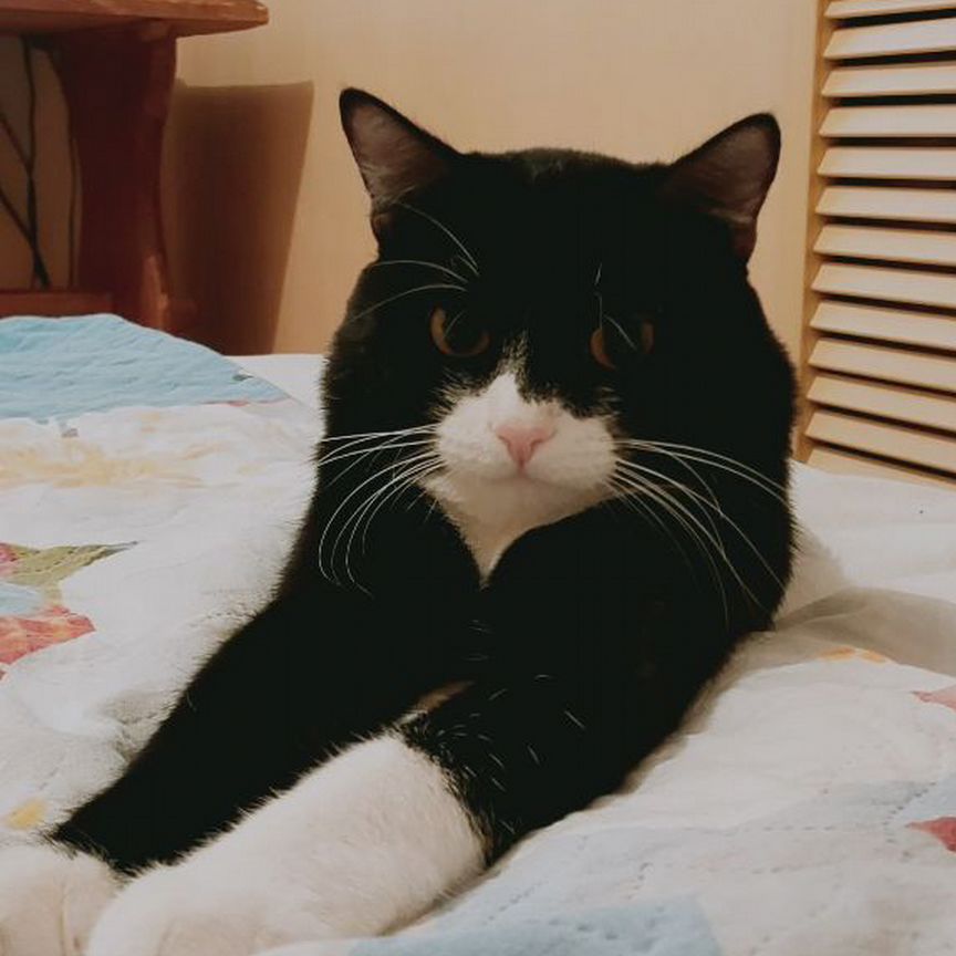 Взрослый кот в добрые руки