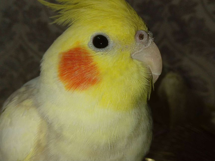 Попугай Корелла Ручной