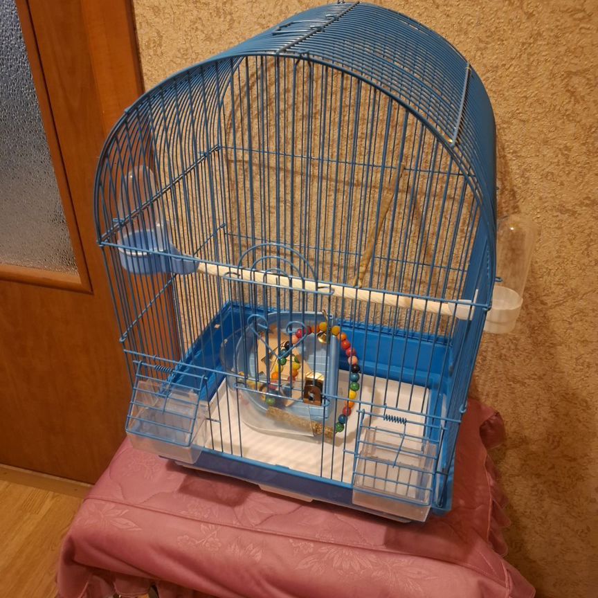 Волнистый попугай