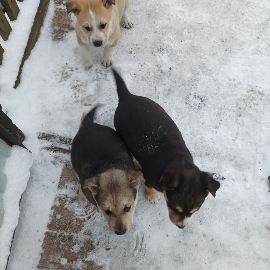 Собаки шенки