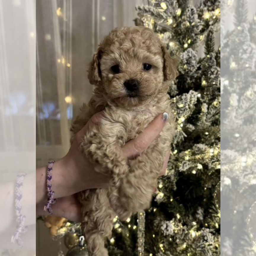 Мальтипу, щенок