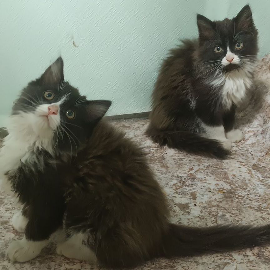 Сибирский котёнок