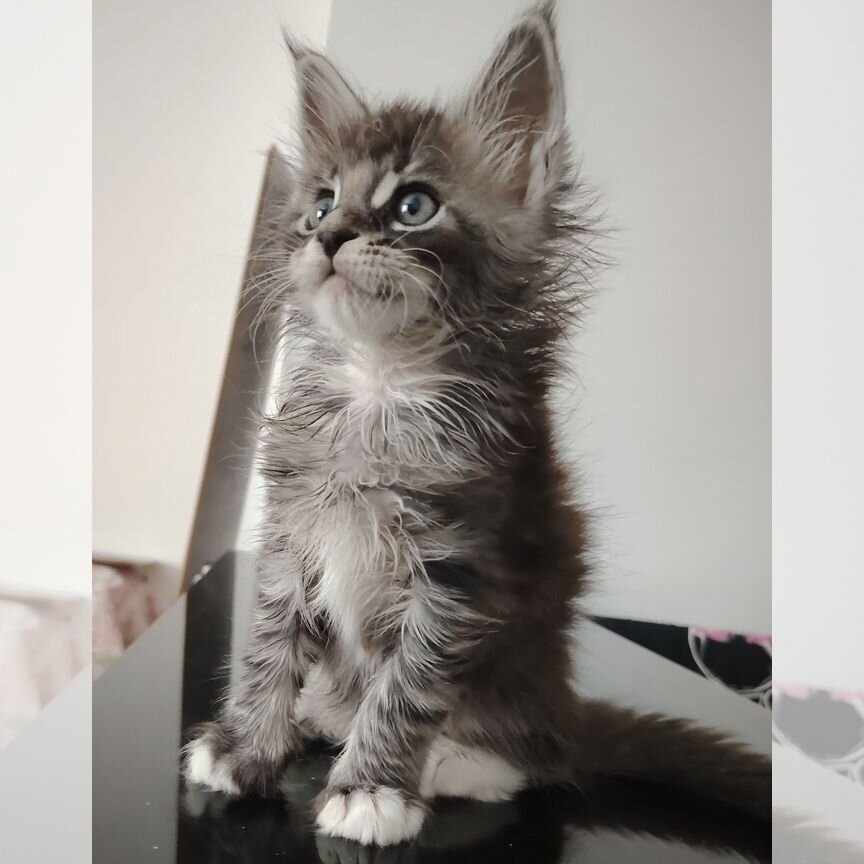 Котенок мальчик мейн-кун