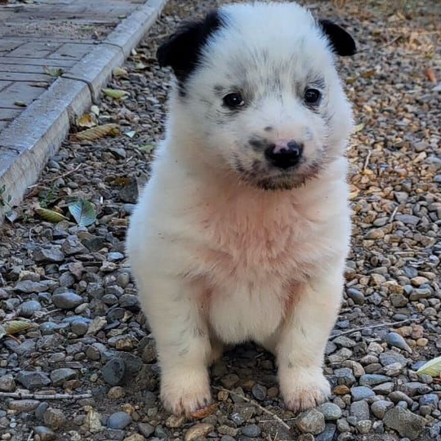 Щеночкам нужен дом подкинули к рынку