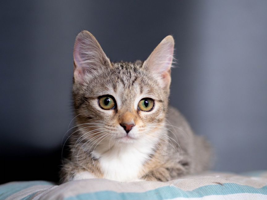 Котята 3 месяца