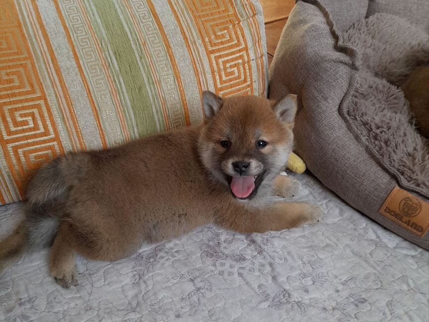 Сиба ину щенки питомник