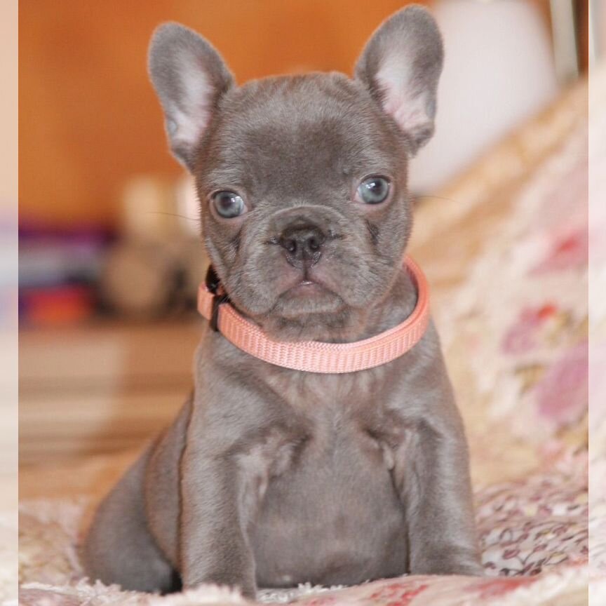 Француженка голубая мини