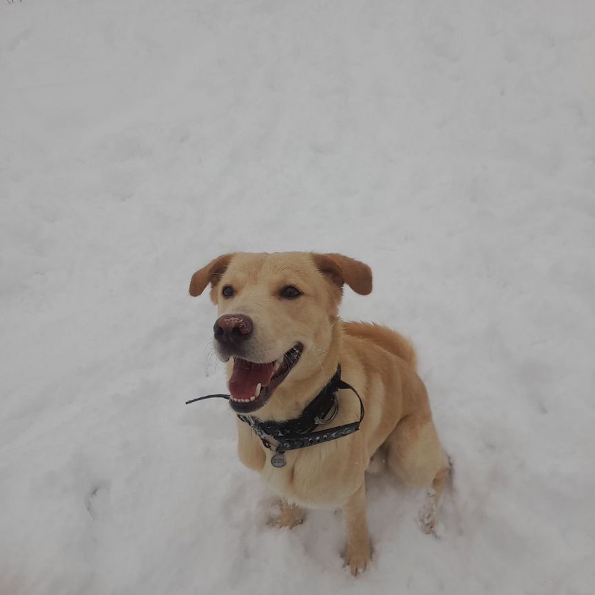 Метис лабрадора в самые добрые руки