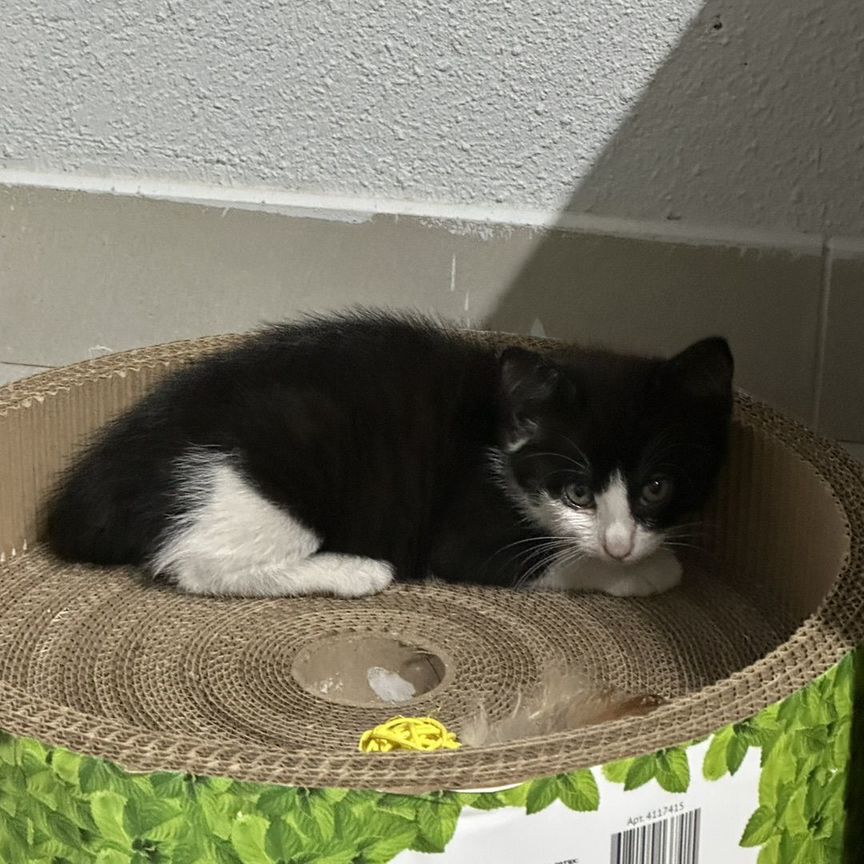 Котята