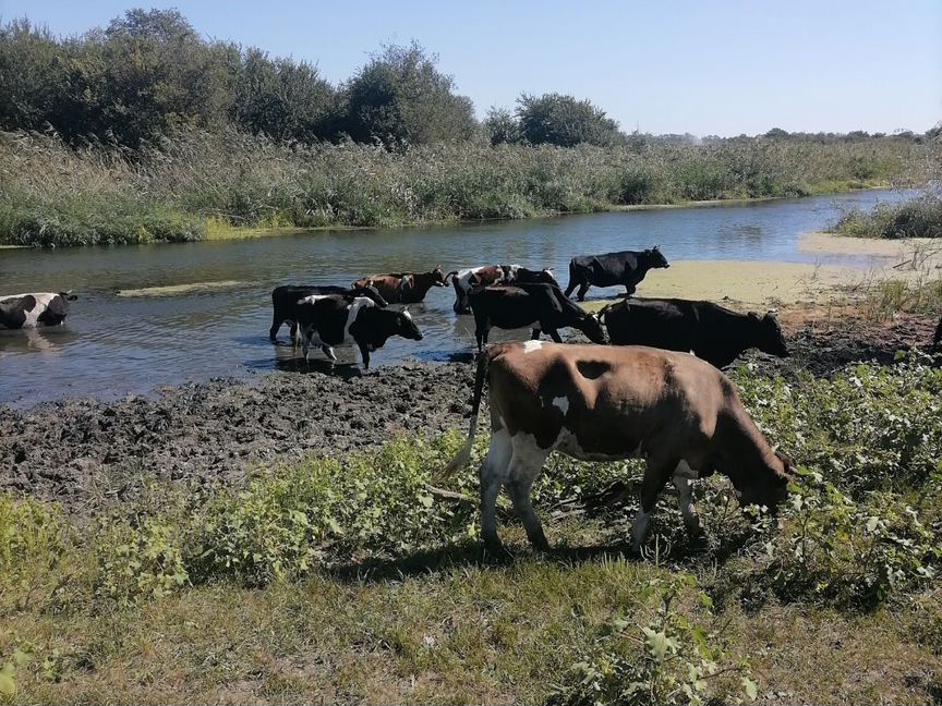 Пищевые отходы