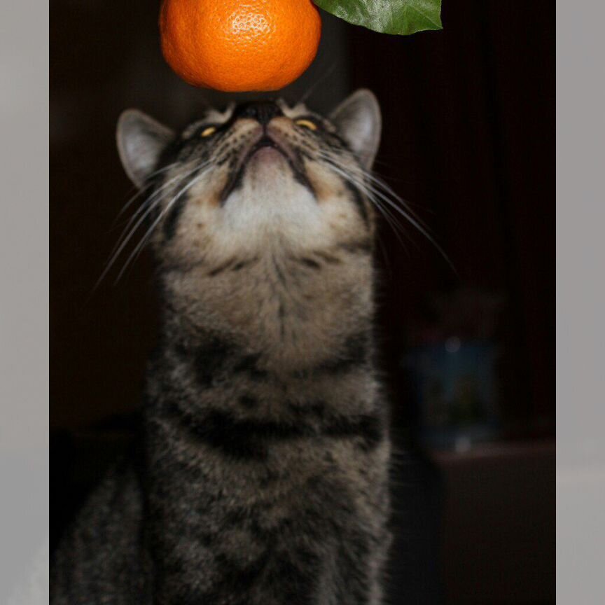 Взрослый кот в добрые руки