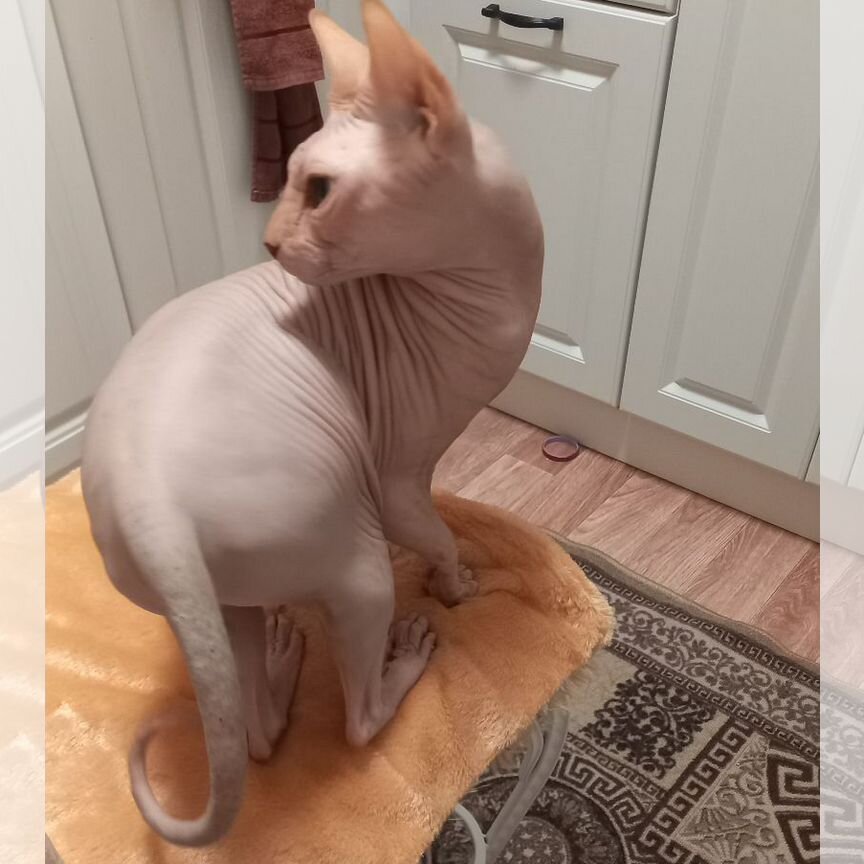 Отдам в добрые руки кошку