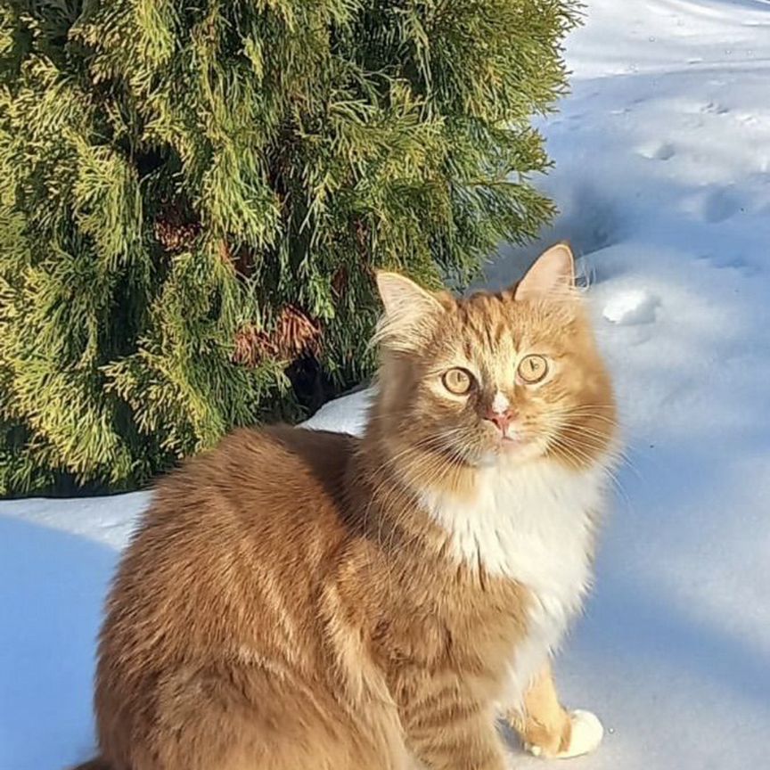 Котик в добрые руки(бесплатно)