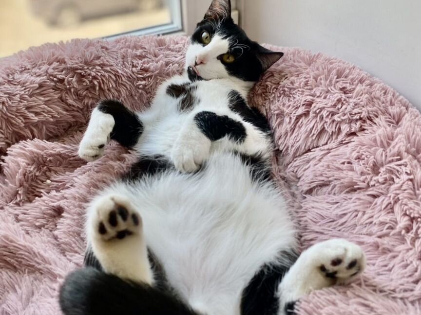 Котенок мурлыка тыгдыг