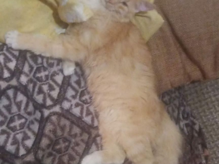 Кот в добрые руки