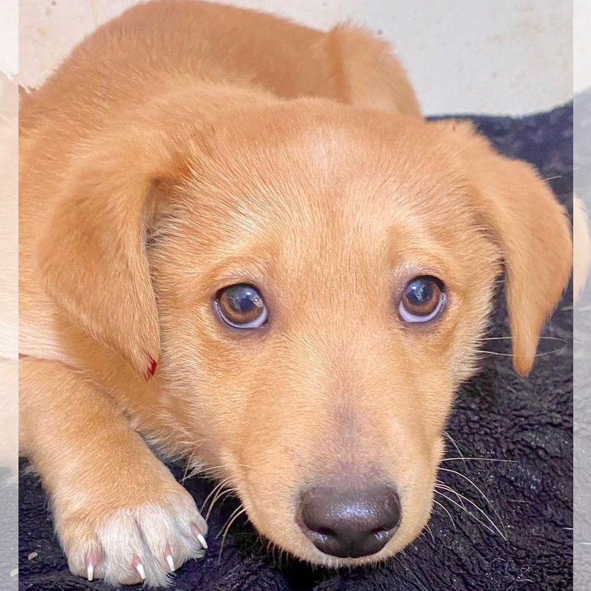 Малышка ищет дом, 3-4 мес., вырастет небольшой