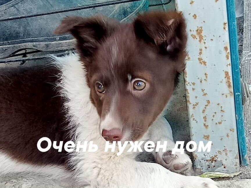 Собака в добрые руки отдам бесплатно