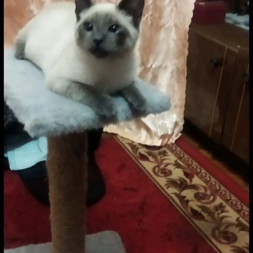 Породистый тайский котик
