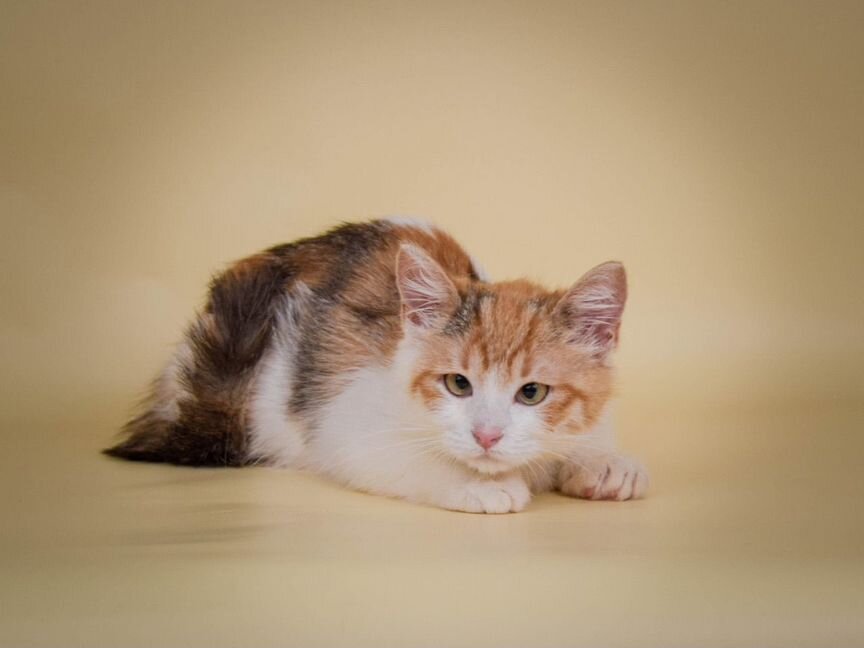Котенок Аврора в добрые руки