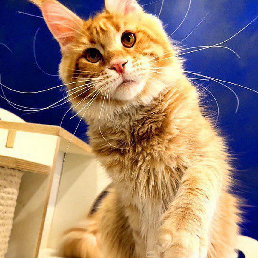 Мейн-кун девочка