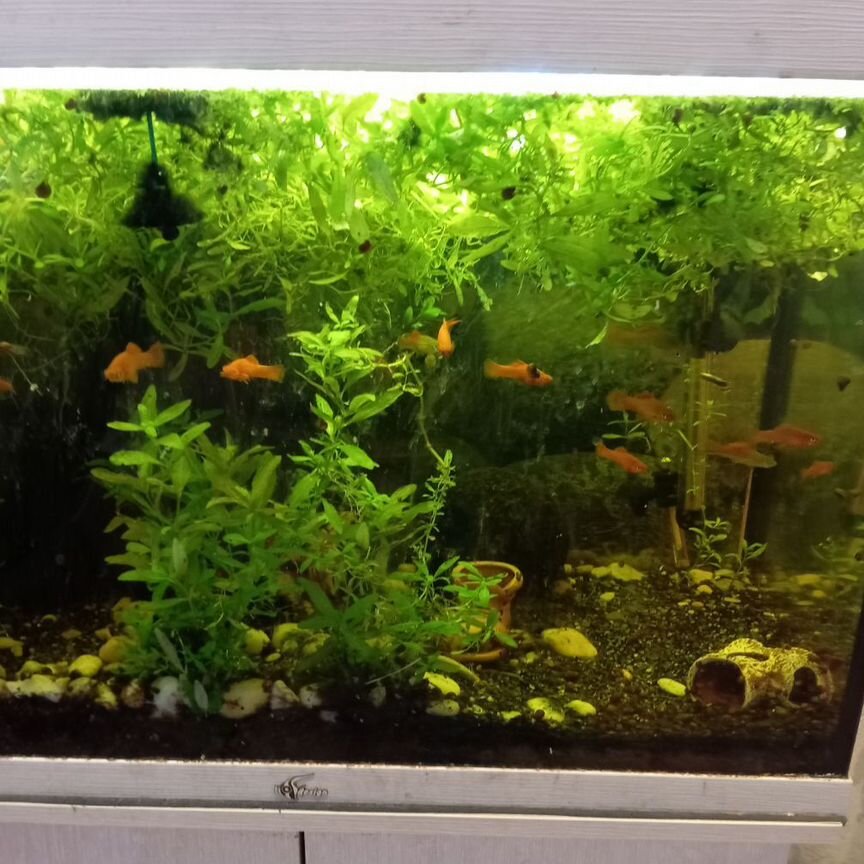 Аквариум с тумбой и фильтром